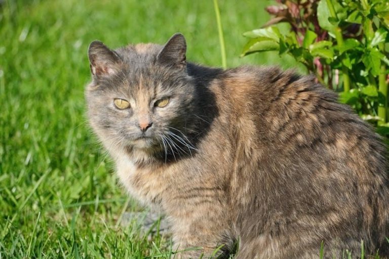 Feline Dental Chart PDF | Cat Teeth Care Guide